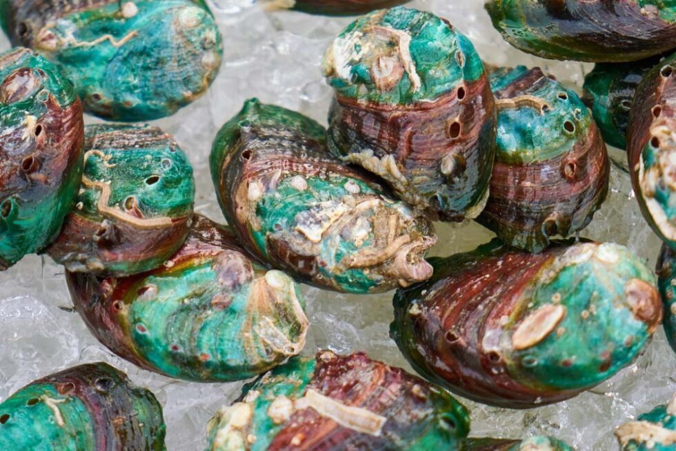 Green Lipped Mussel – A Natural Way To Address Inflammation | Dr. Neely ...